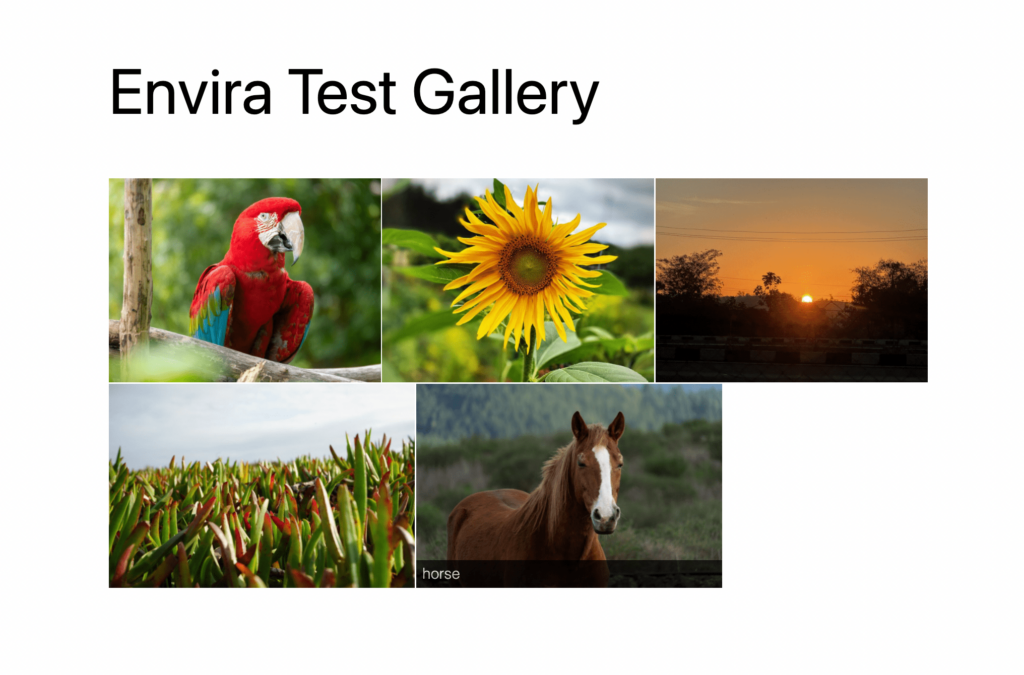 Envira vs NextGen vs Modula: How to Choose the Right WordPress Gallery ...